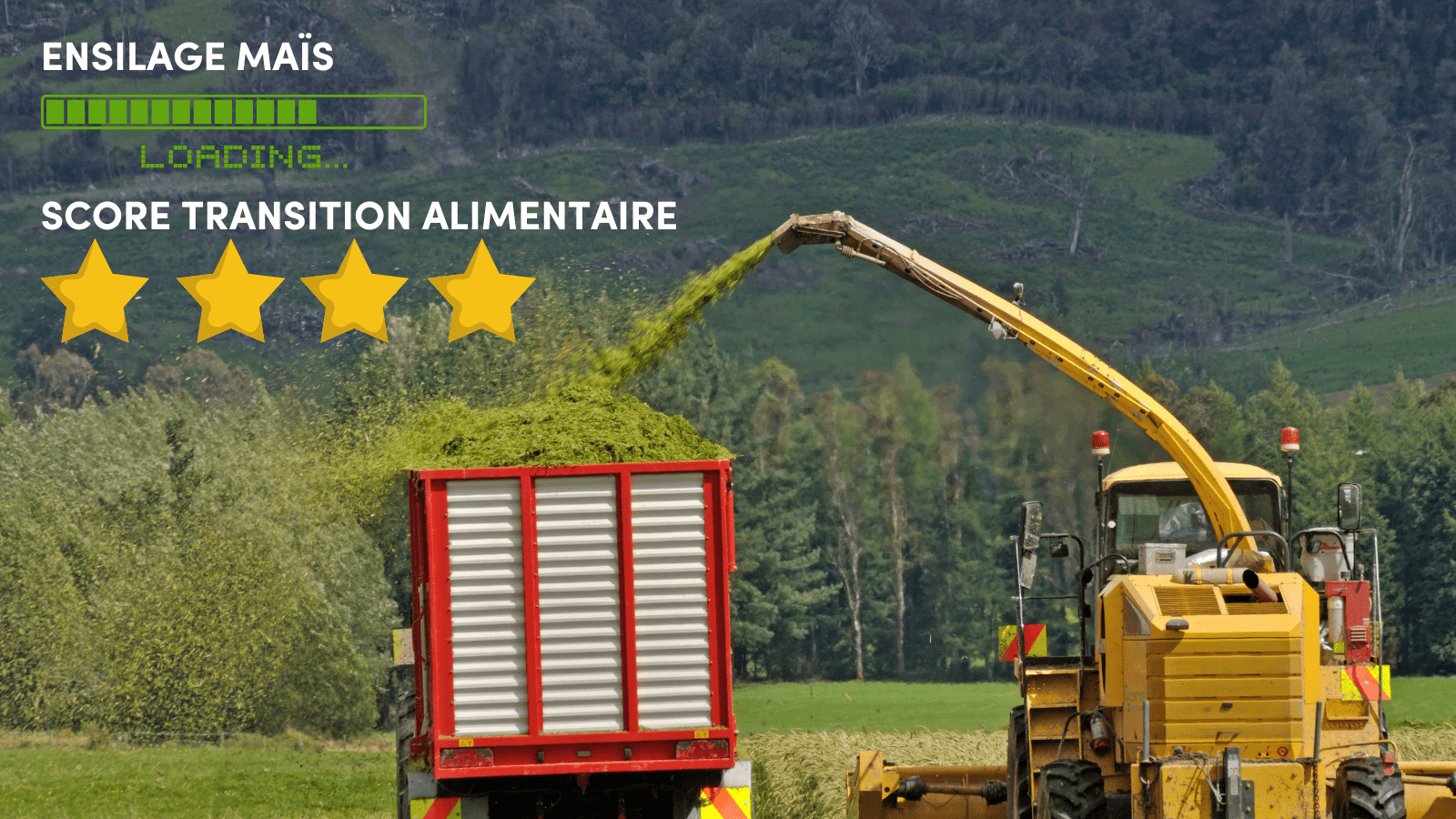 Maize silage: managing dietary transitions in cattle